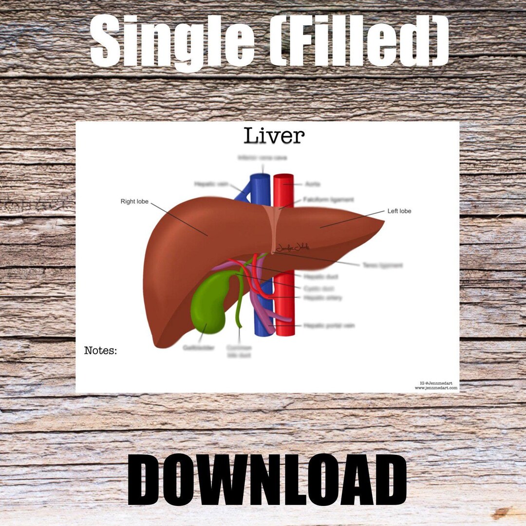 Human Liver Anatomy Worksheet- Single FILLED- Digital Download Human ...