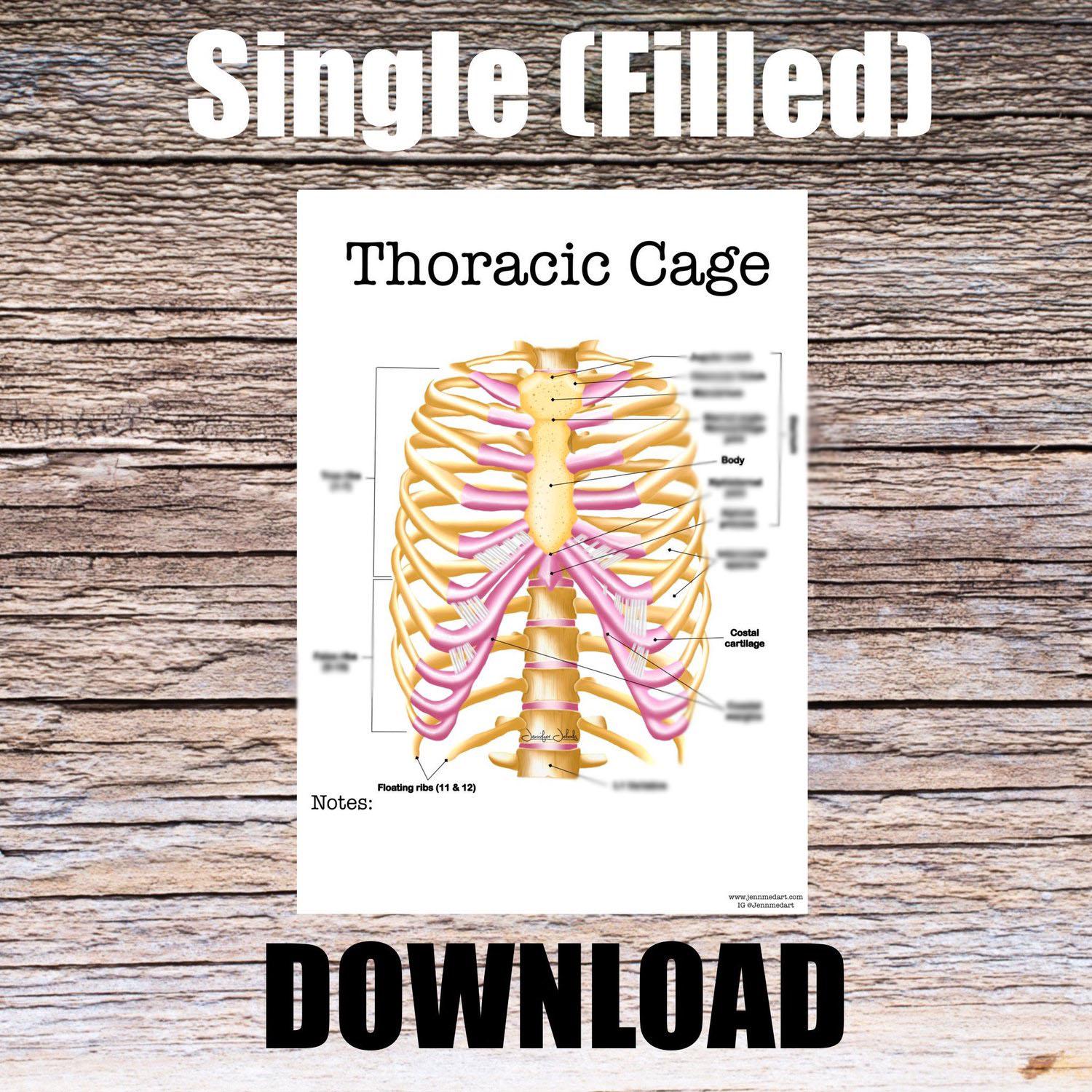 Thoracic Cage Anatomy Worksheet- Single FILLED- Digital Download Human ...