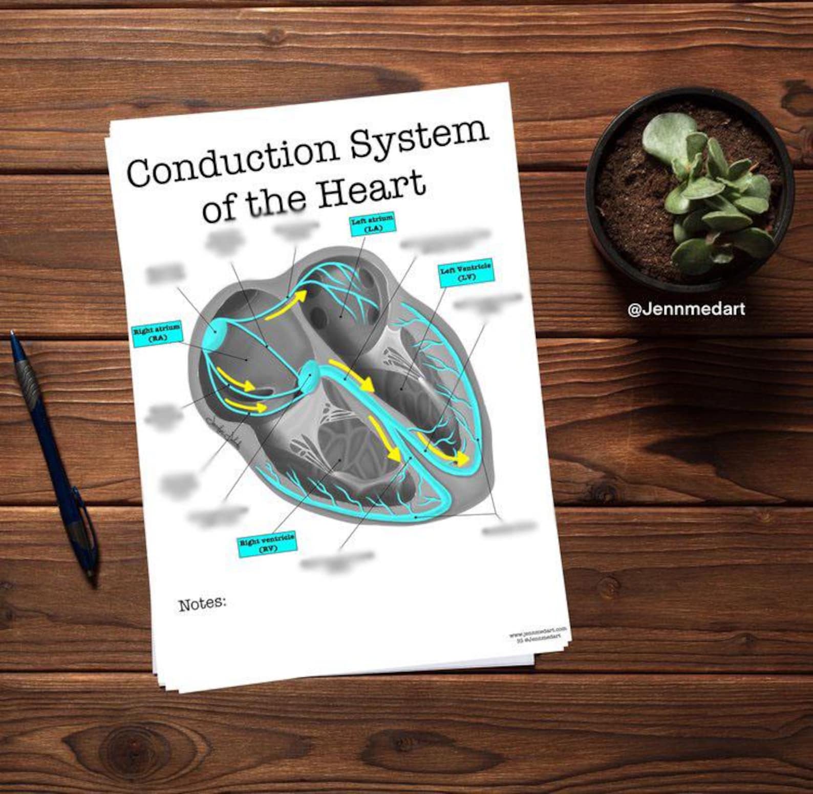 Conduction System of the Heart Anatomy Worksheet- Single FILLED ...