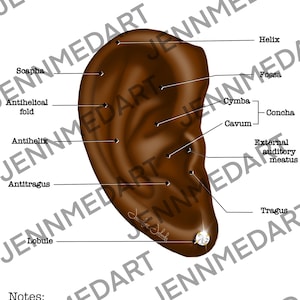 External Ear Anatomy Worksheet Single FILLED Digital Download Human ...