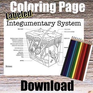 Integumentary Anatomy Coloring Page- LABELED- Digital Download Skin ...