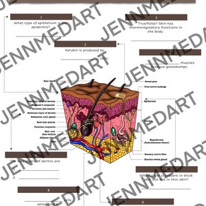 Integumentary System Anatomy QUIZ Worksheet + Answers - Digital ...