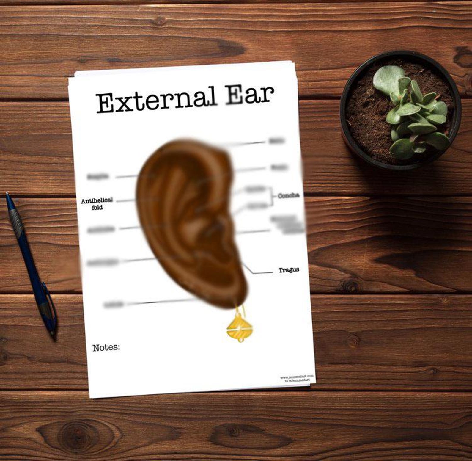 External Ear Review Guide | Labeled | Outer Ear Anatomy Study Sheet ...