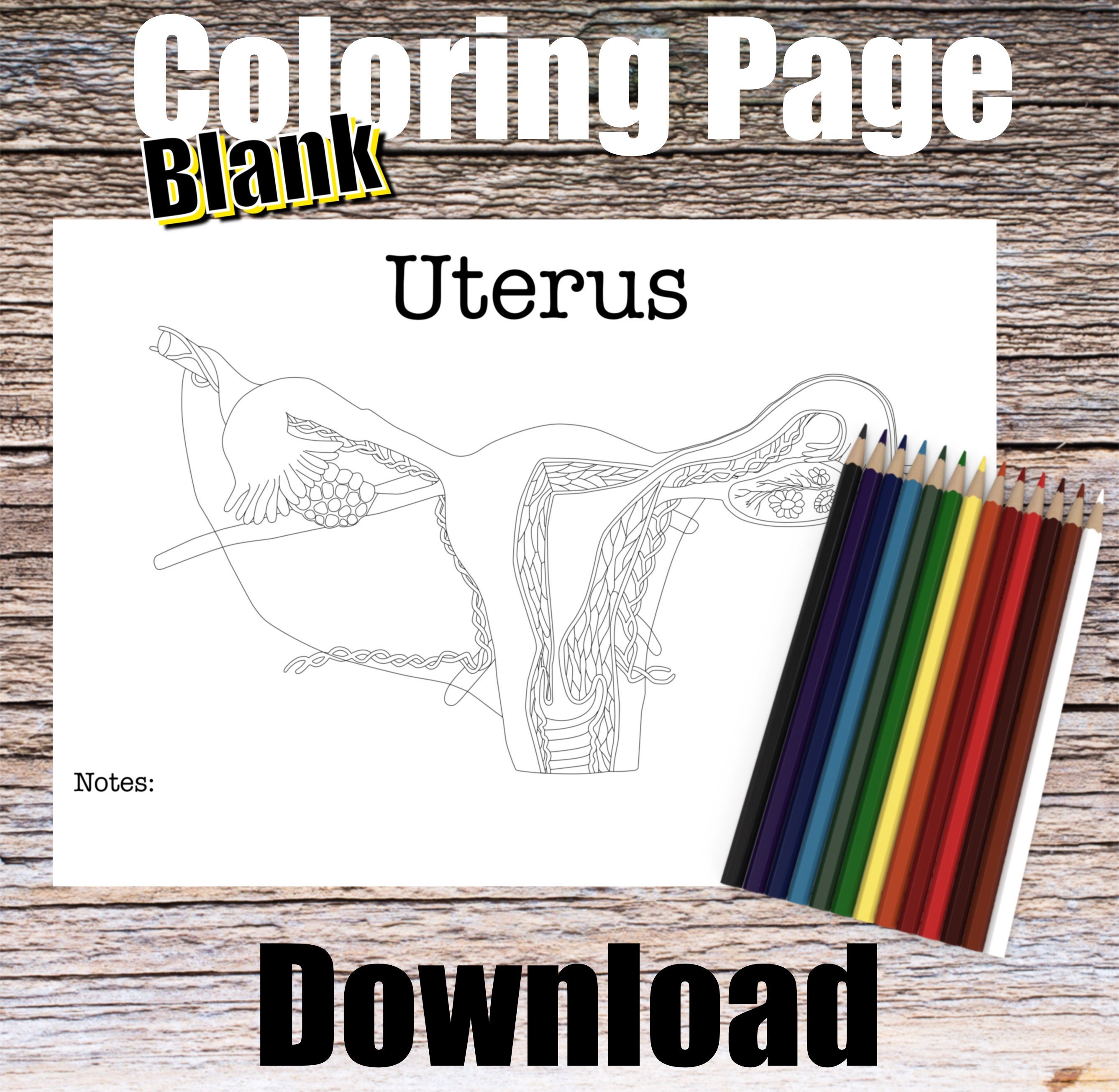 Uterus Anatomy Coloring Page- BLANK- Digital Download Womb Female ...