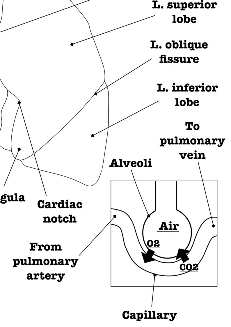 Lung Anatomy Coloring Page | Labeled | Respiratory System Study Guide ...