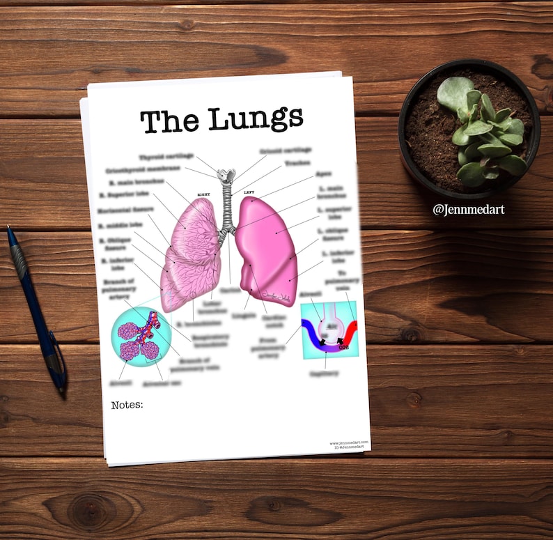 Lung Anatomy Coloring Page | Labeled | Respiratory System Study Guide ...