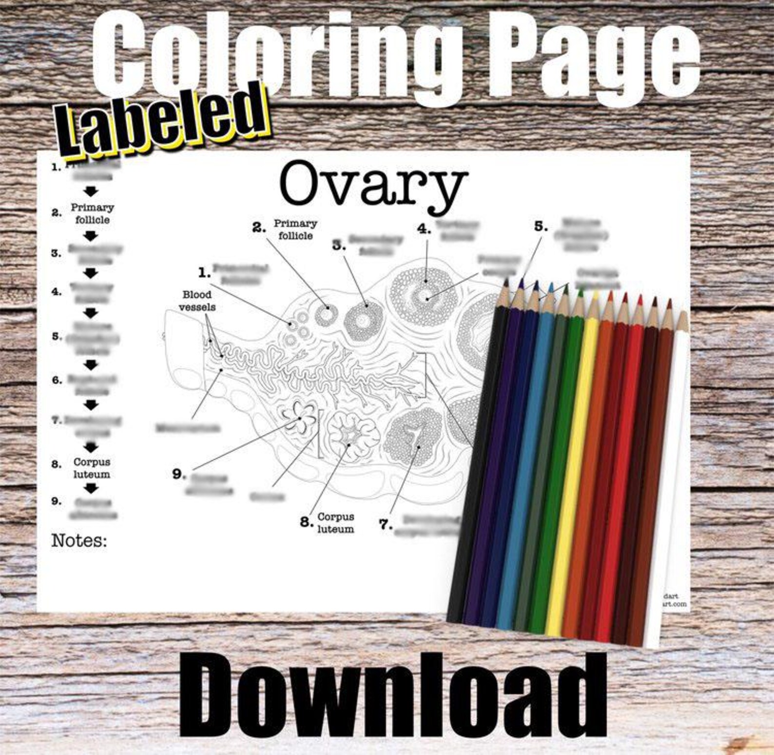 Ovary Anatomy Coloring Page- LABELED- Digital Download Female ...