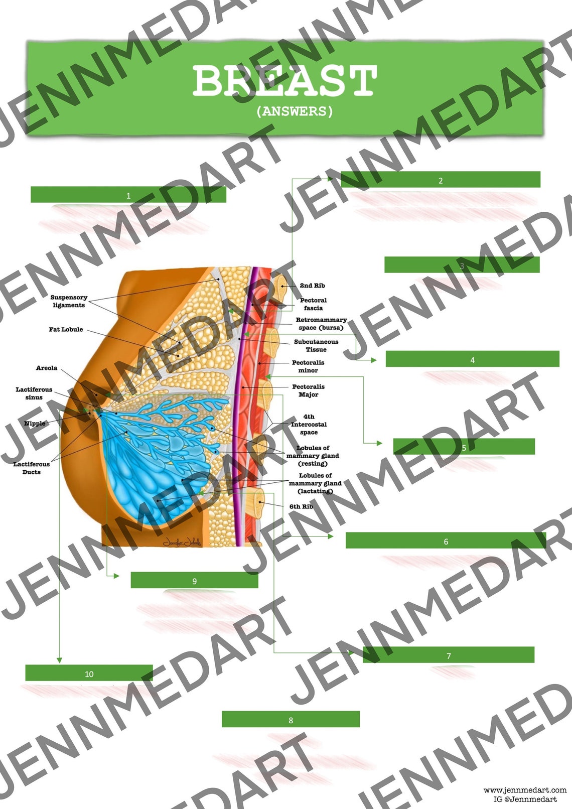 Breast Anatomy QUIZ Worksheet + Answers - Digital Download Printable ...