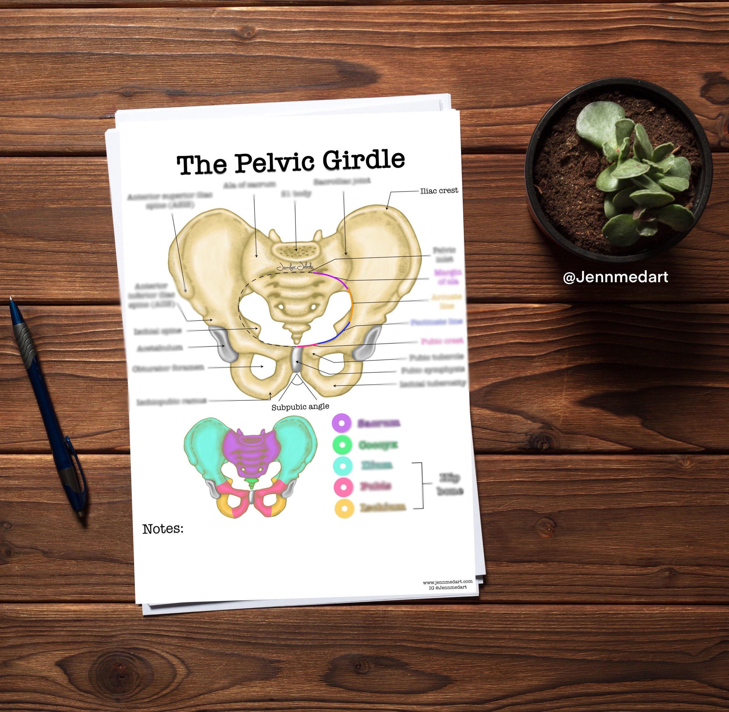 Pelvic Girdle Bones Anatomy Coloring Page- BLANK- Digital Download ...
