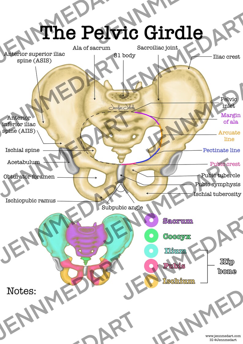 Pelvis Girdle Anatomy Worksheet Single FILLED Digital Download Human ...