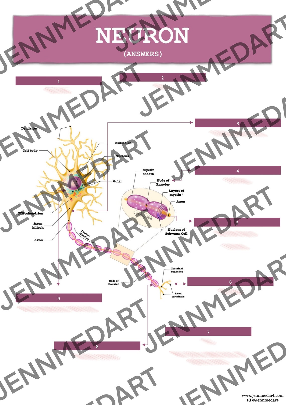 Neuron Anatomy QUIZ Worksheet + Answers - Digital Download Printable ...