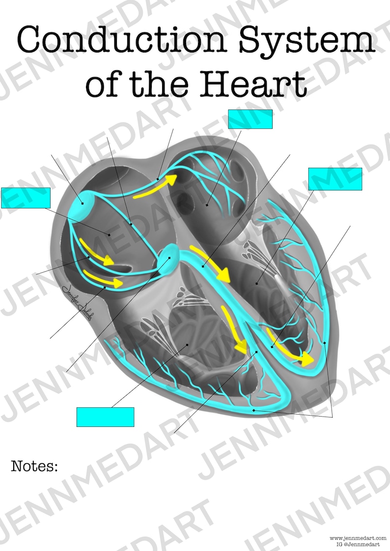 Conduction System of the Heart Anatomy Worksheet- Single FILLABLE ...
