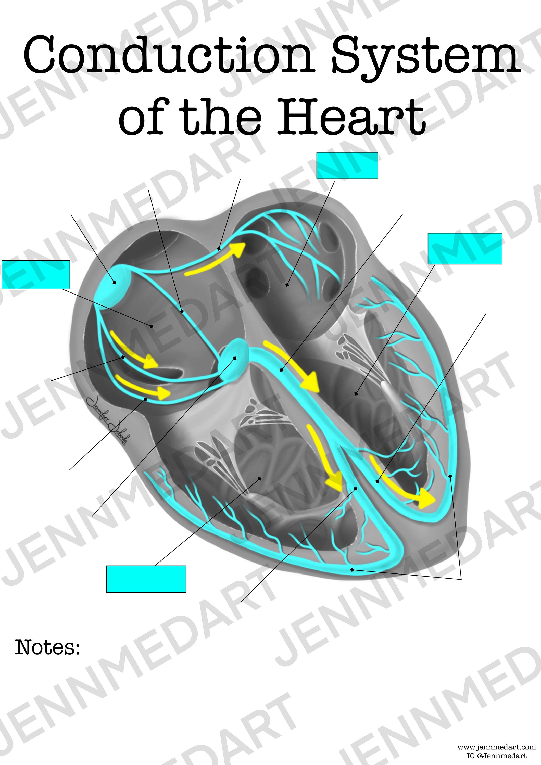 Conduction System of the Heart Anatomy Worksheet- Single FILLABLE ...