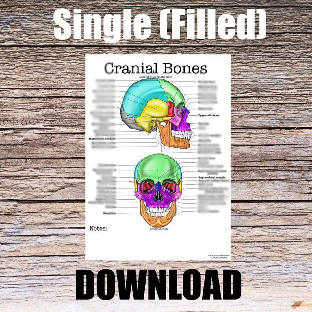 Cranial Bones Anatomy Worksheet- Single Filled, Digital Download Human ...
