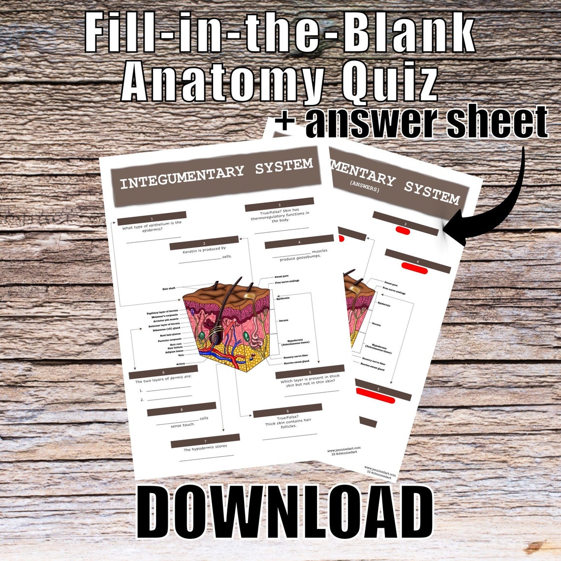 Integumentary System Anatomy QUIZ Worksheet + Answers - Digital ...