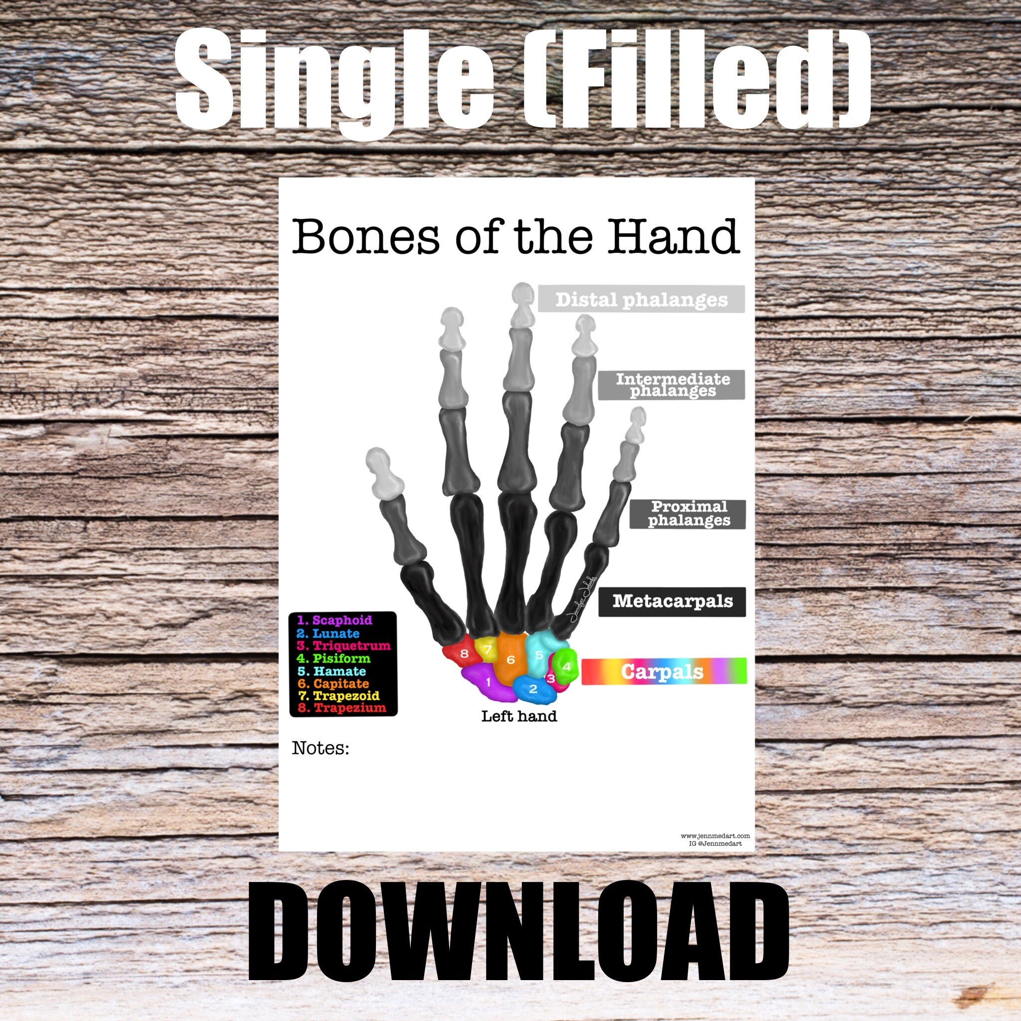 Bones of the Hand Anatomy Worksheet- Single FILLED- Digital Download ...
