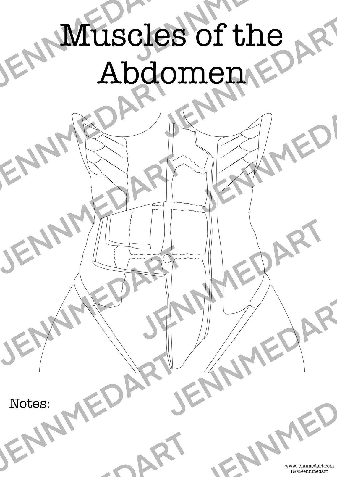 Abdominal Muscle Anatomy Coloring Page- BLANK- Digital Download Abs ...