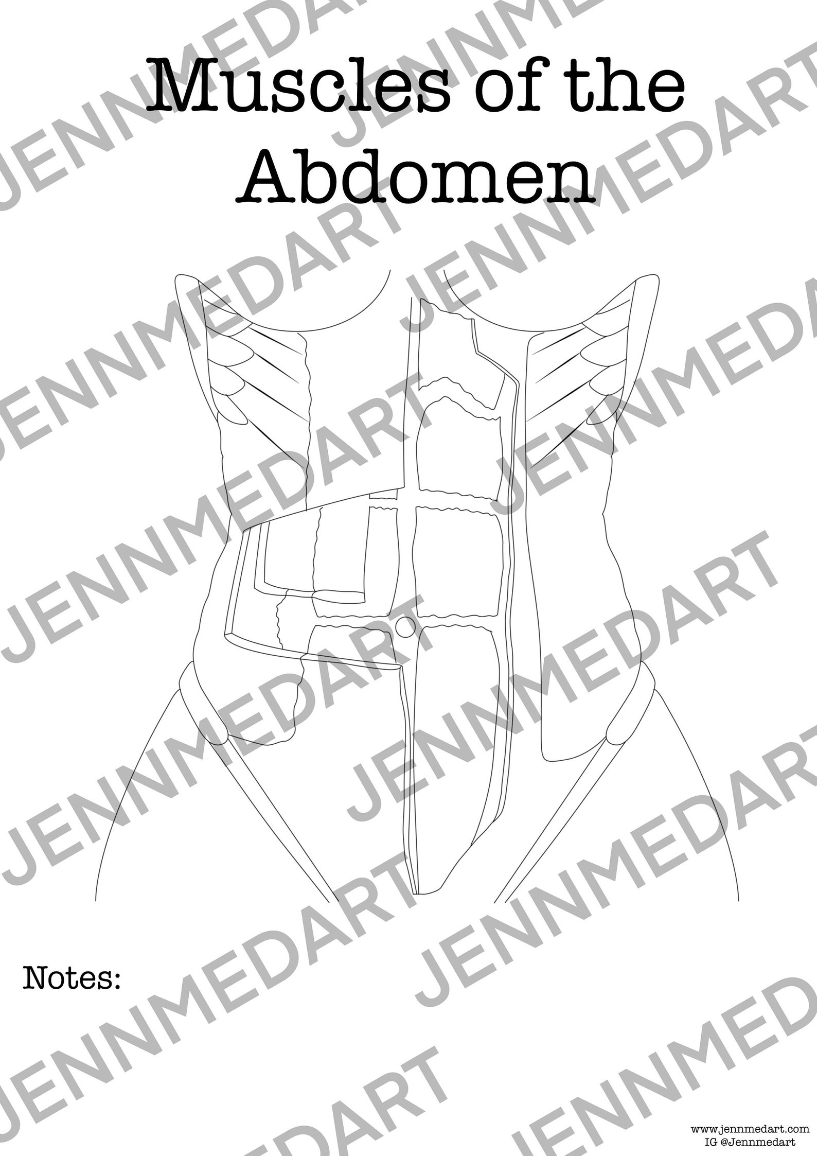 Abdominal Muscle Anatomy Coloring Page- BLANK- Digital Download Abs ...
