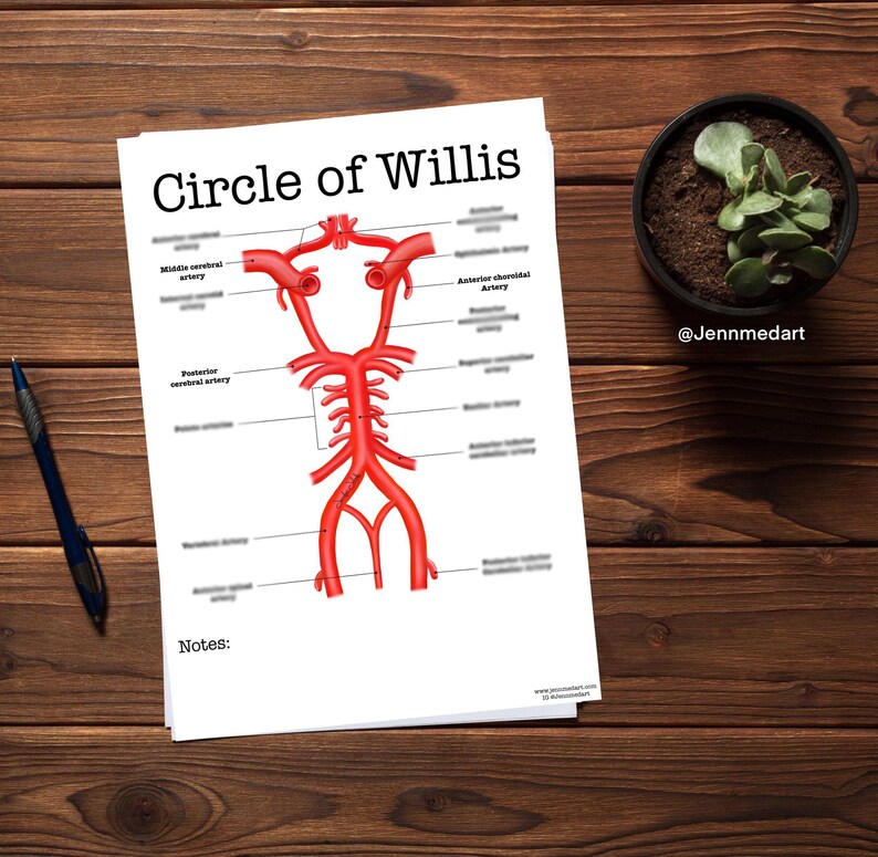 Circle of Willis Anatomy Worksheet- Single FILLED- Digital Download ...
