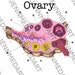 Ovary Anatomy Worksheet Single FILLABLE Digital Download Human Anatomy ...