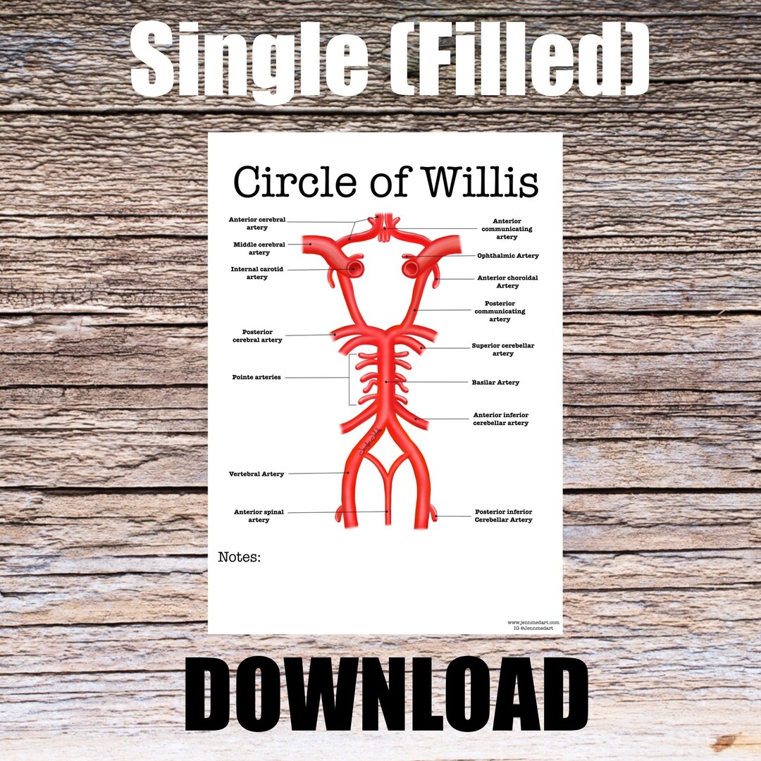 Circle of Willis Anatomy Worksheet- Single FILLED- Digital Download ...