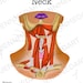 Muscles of the Neck Anatomy Worksheet- Single FILLABLE- Digital ...