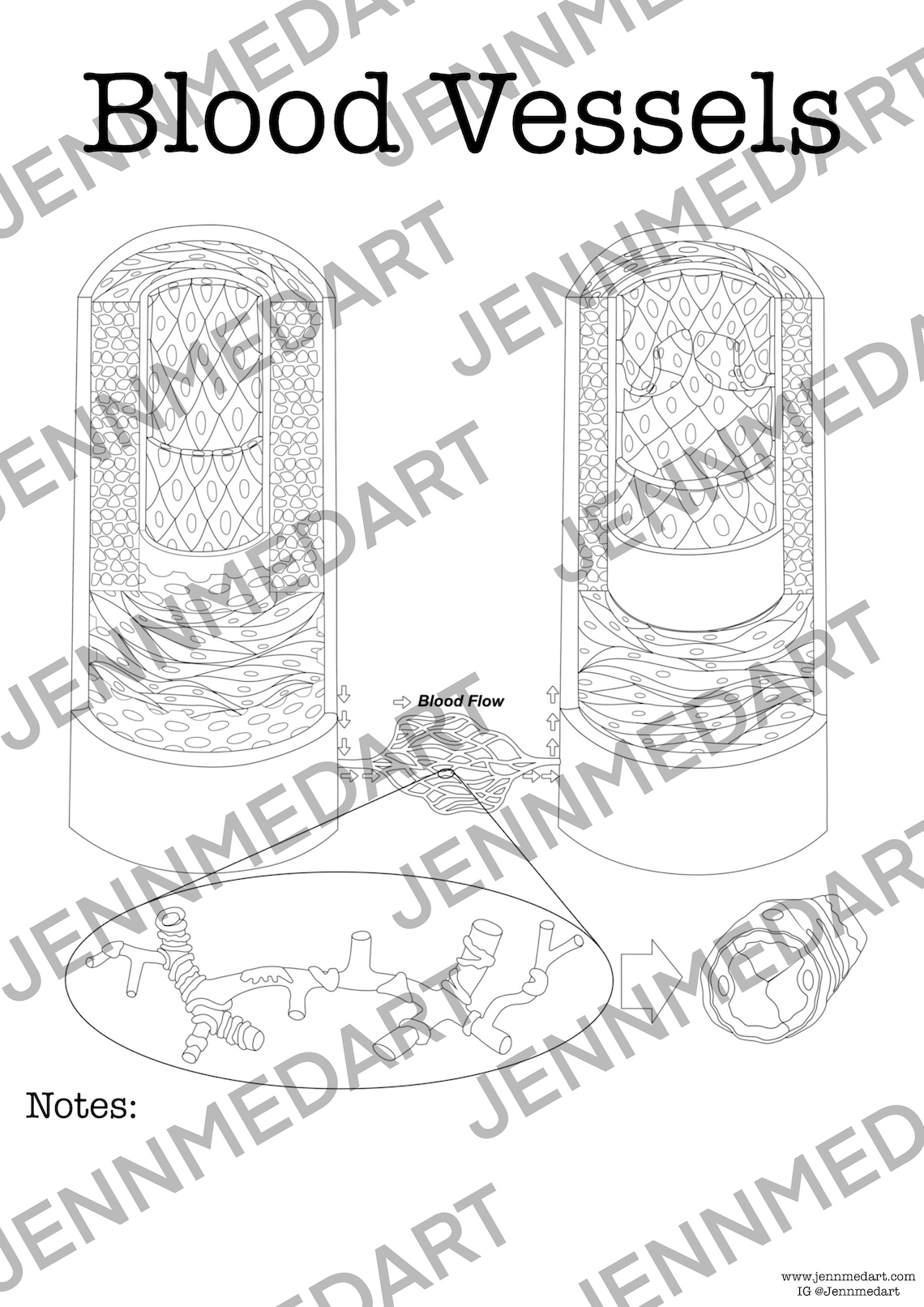 Blood Vessel Anatomy Coloring Page- BLANK- Digital Download Artery Vein ...