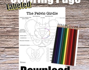 Pelvic Floor Anatomy Coloring Page- LABELED- Digital Download Muscle ...