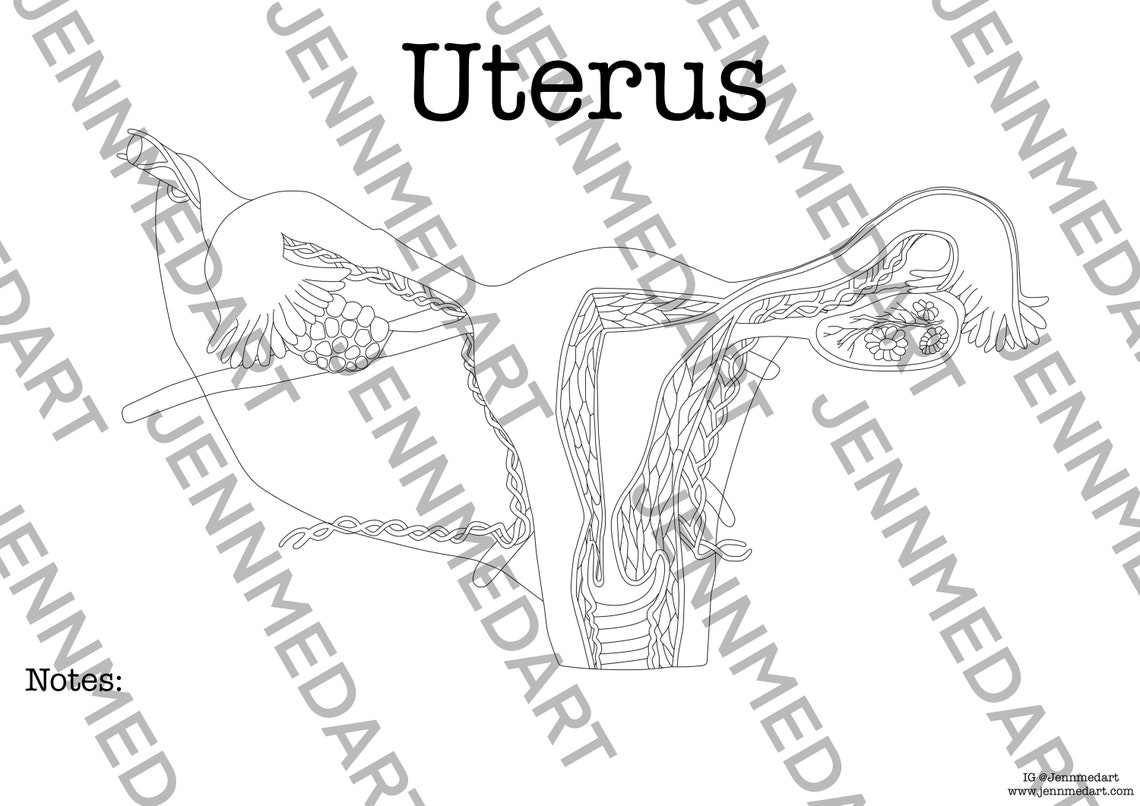 Uterus Anatomy Coloring Page- BLANK- Digital Download Womb Female ...