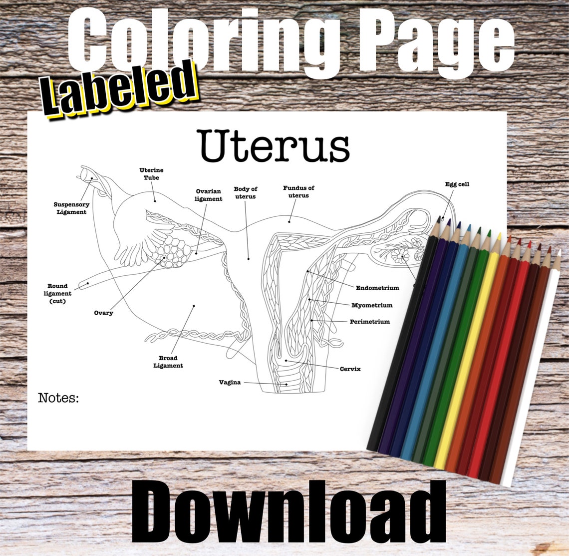 Uterus Anatomy Coloring Page LABELED Digital Download Womb Female ...