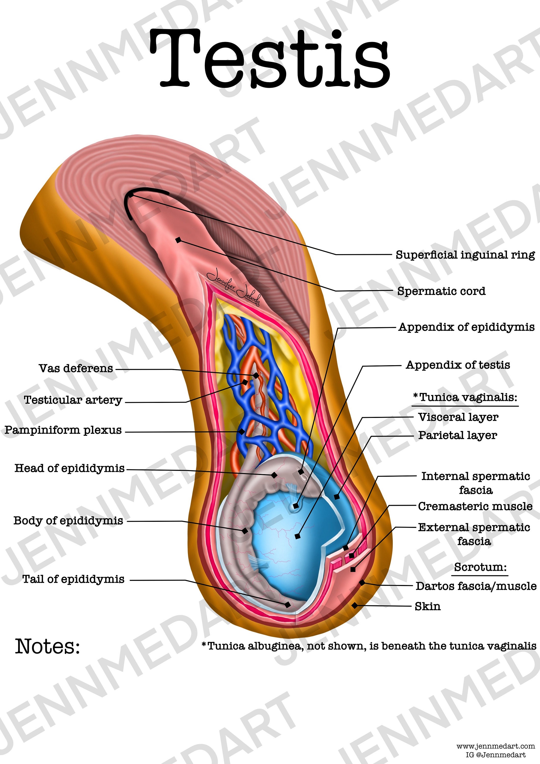 Testis Anatomy Worksheet Single Filled Digital Download Human Anatomy