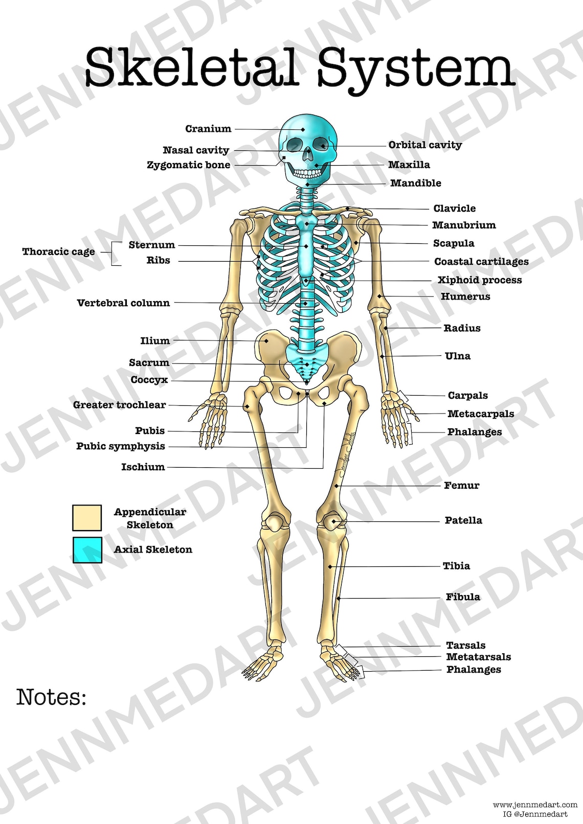 Skeletal System Anatomy Worksheet Single FILLED Digital Download Human ...