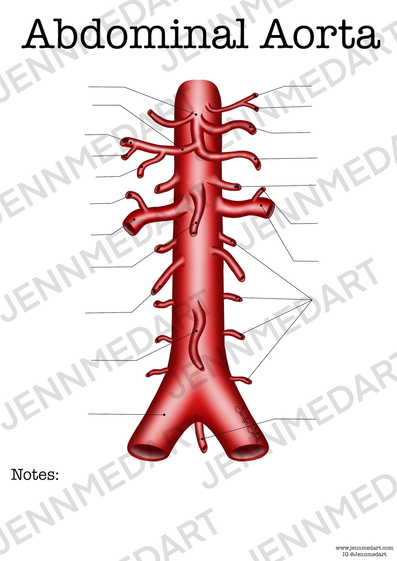 Abdominal Aorta Anatomy Worksheet- Single FILLABLE- Digital Download ...