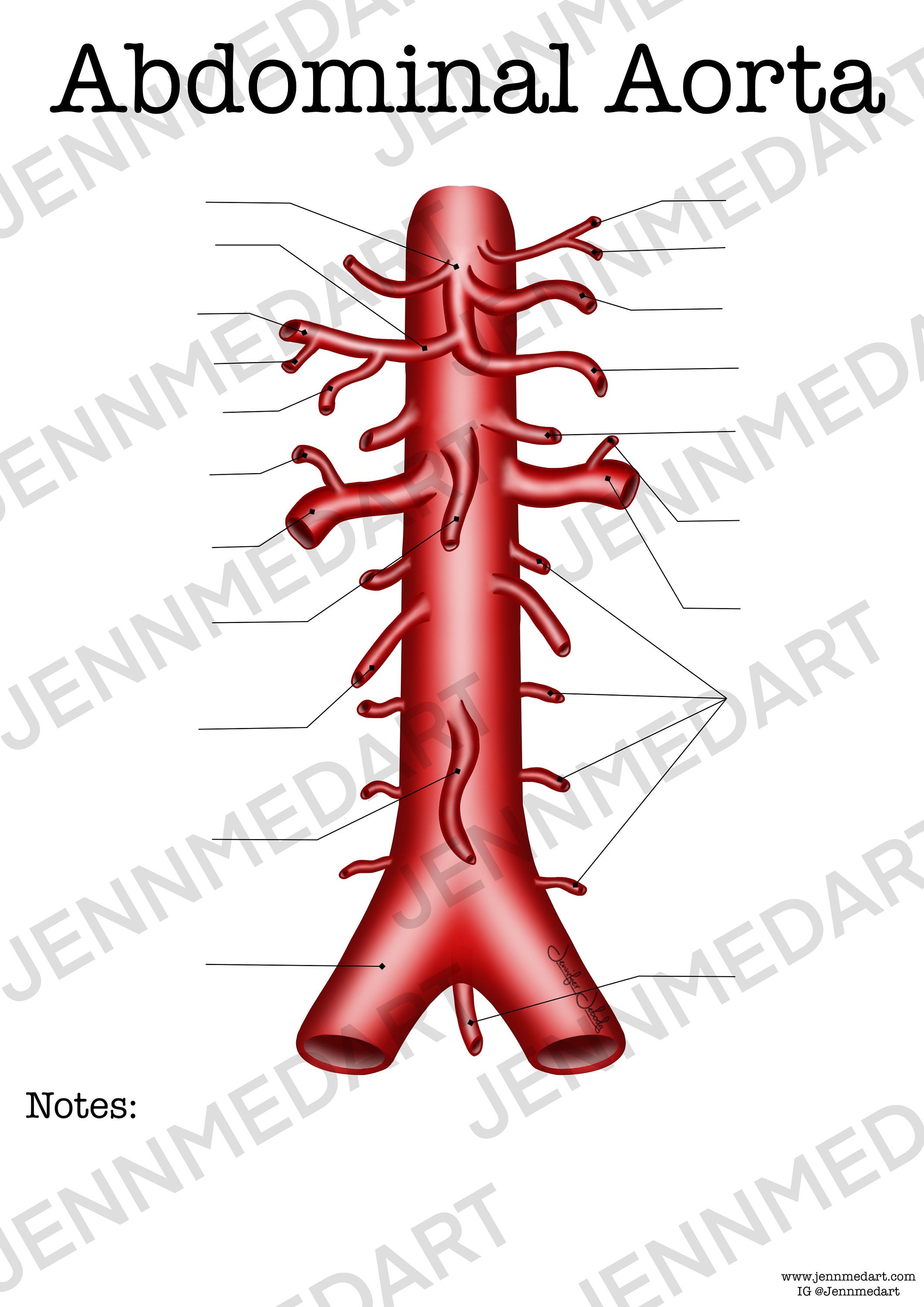Abdominal Aorta Anatomy Worksheet Single FILLABLE Digital Download ...
