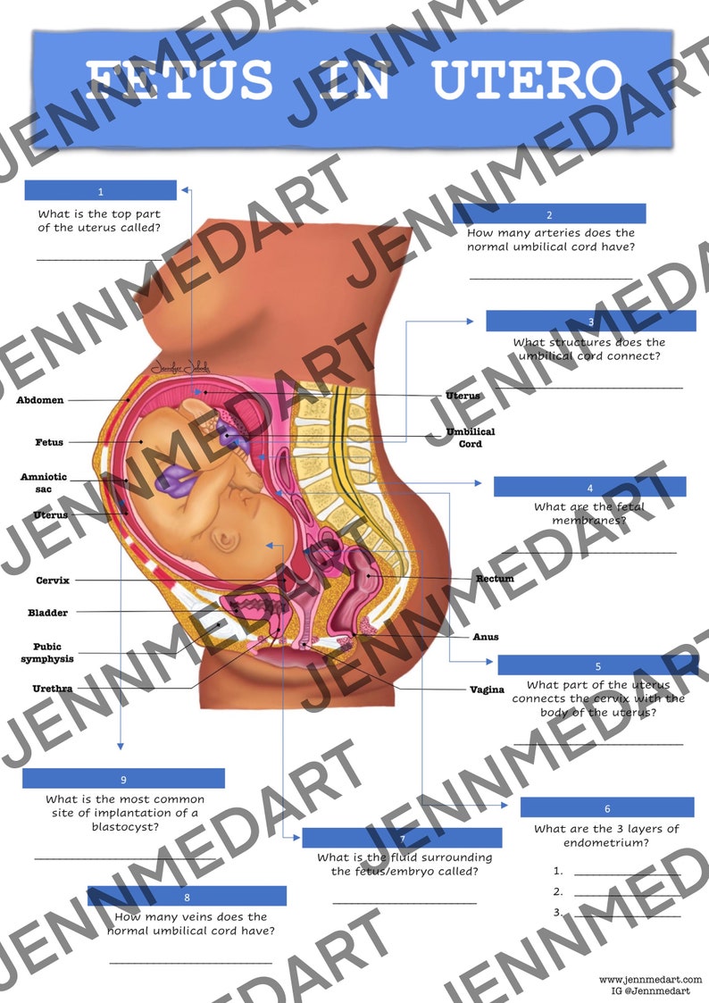 Fetus in Utero Anatomy Quiz | Printable Questions + Answers | Med, PA ...