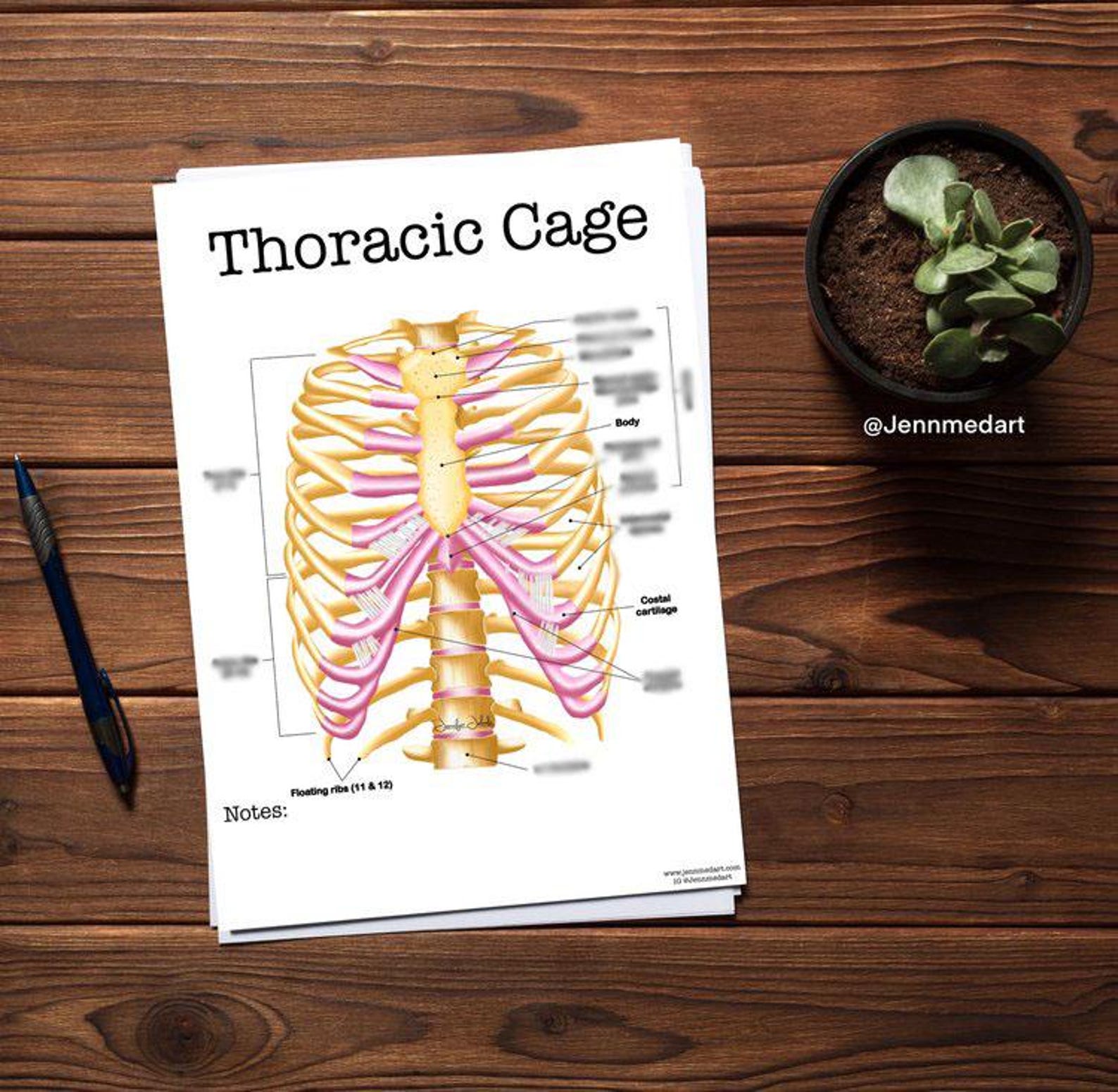 Thoracic Cage Anatomy Worksheet- Single FILLABLE- Digital Download ...