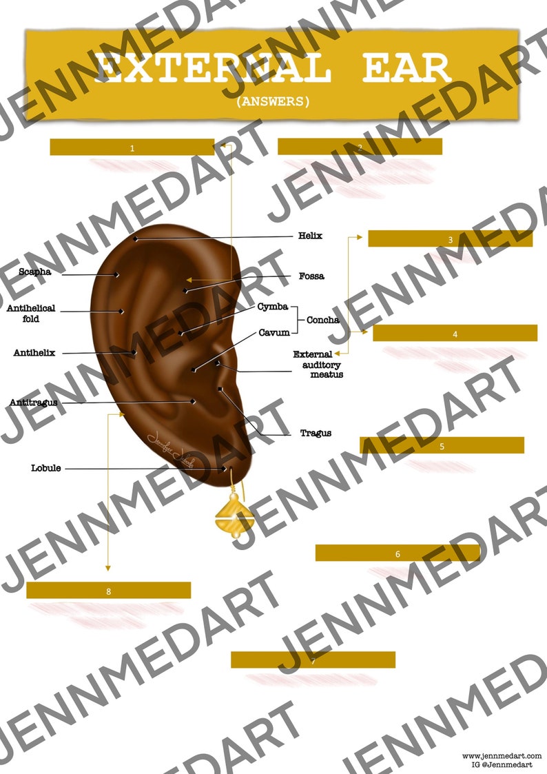 External Ear Anatomy QUIZ Worksheet Answers | Etsy