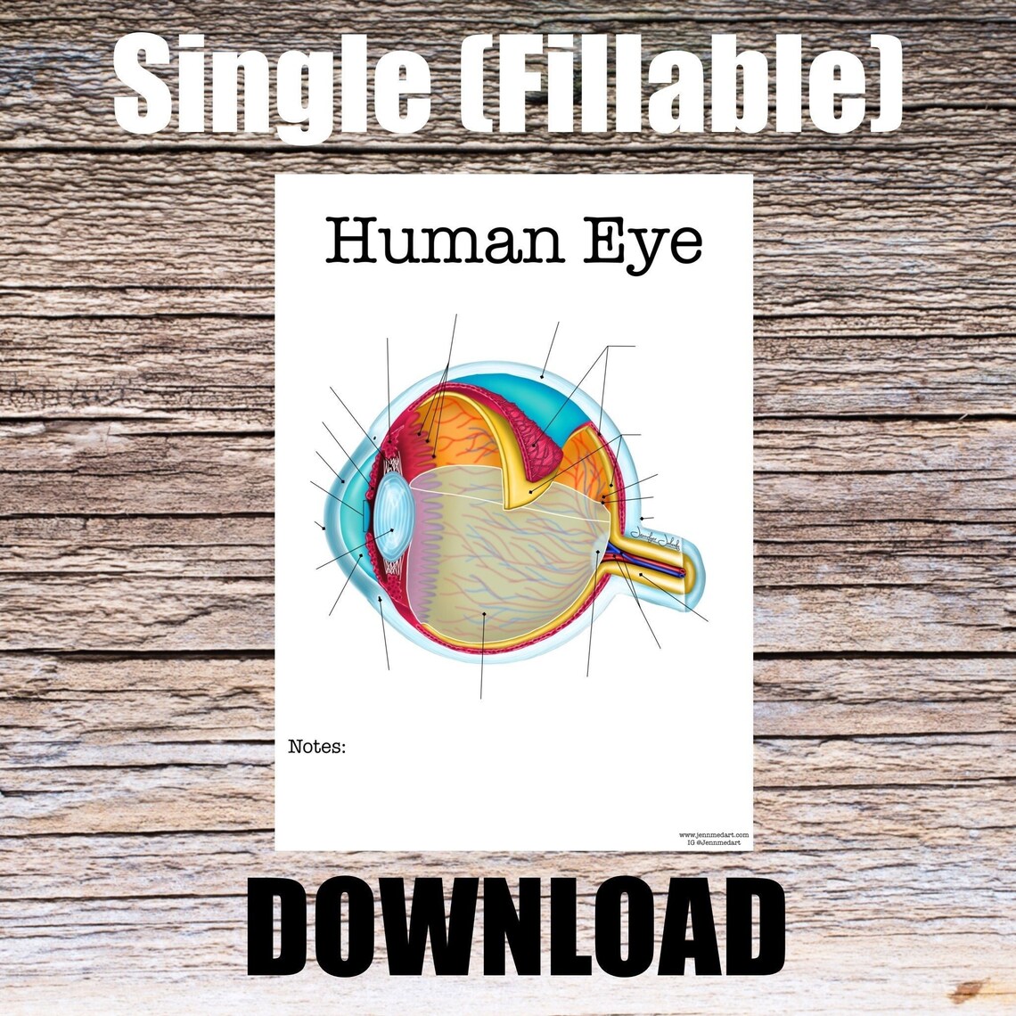 Human Eye Anatomy Worksheet- Single FILLABLE- Digital Download Human ...
