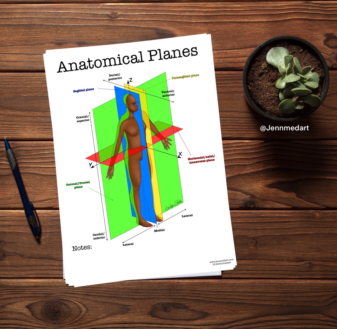 Anatomical Planes Anatomy Worksheet Single FILLABLE Digital Download ...