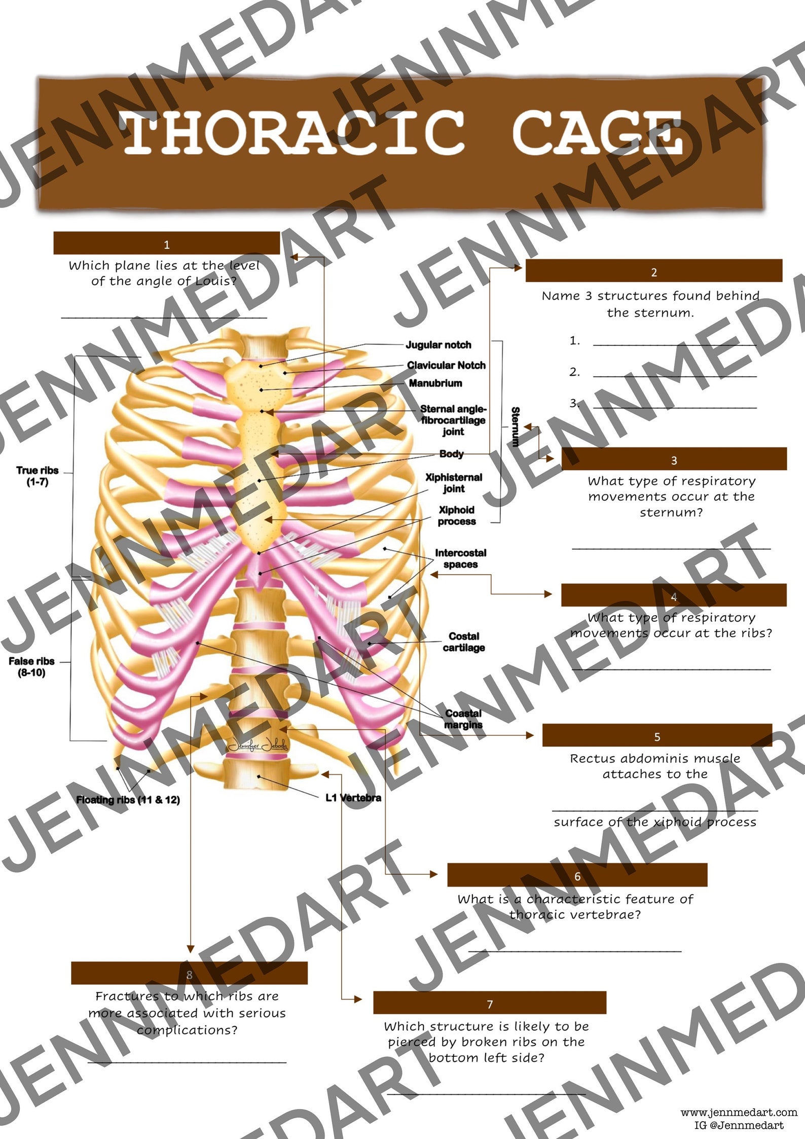 Thoracic Cage Anatomy QUIZ Worksheet + Answers - Digital Download ...