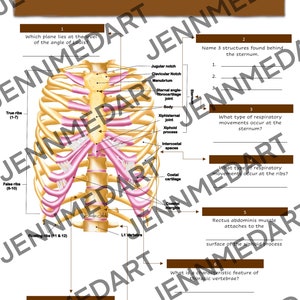 Thoracic Cage Anatomy QUIZ Worksheet + Answers - Digital Download ...