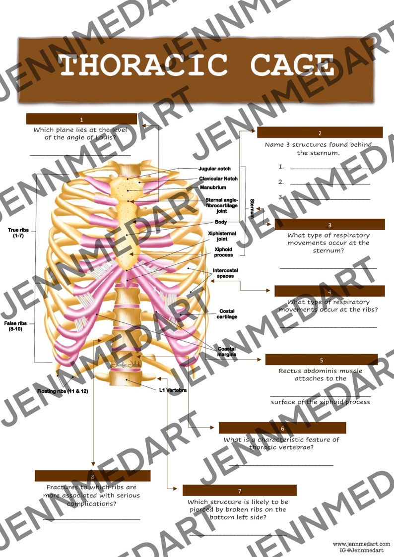 Thoracic Cage Anatomy QUIZ Worksheet + Answers - Digital Download ...