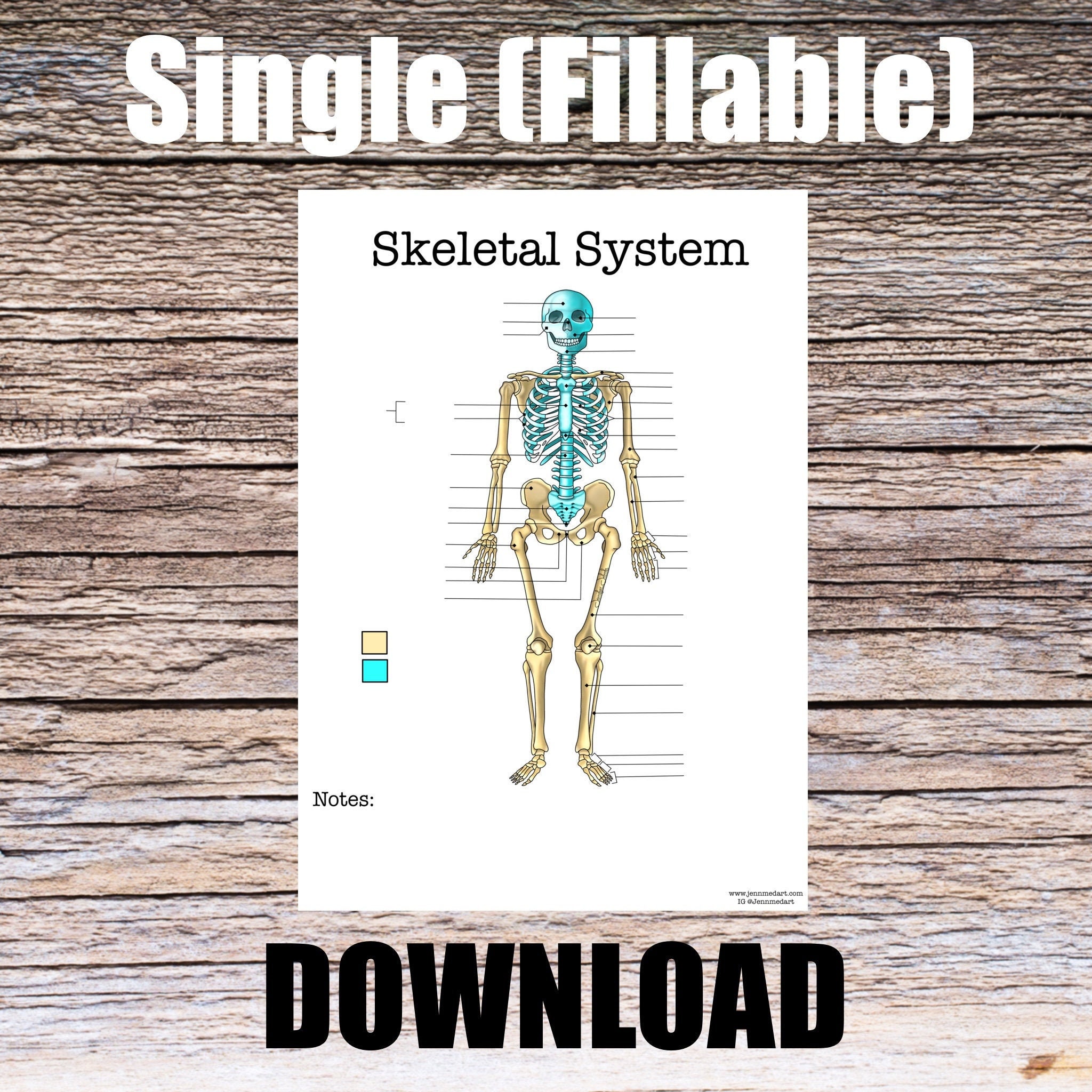 Skeletal System Anatomy Worksheet- Single FILLABLE- Digital Download ...