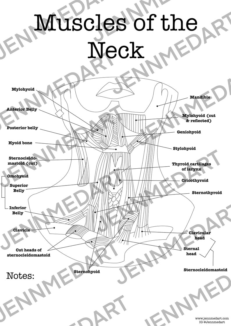 Muscles of the Neck Anatomy Coloring Page- LABELED- Digital Download ...