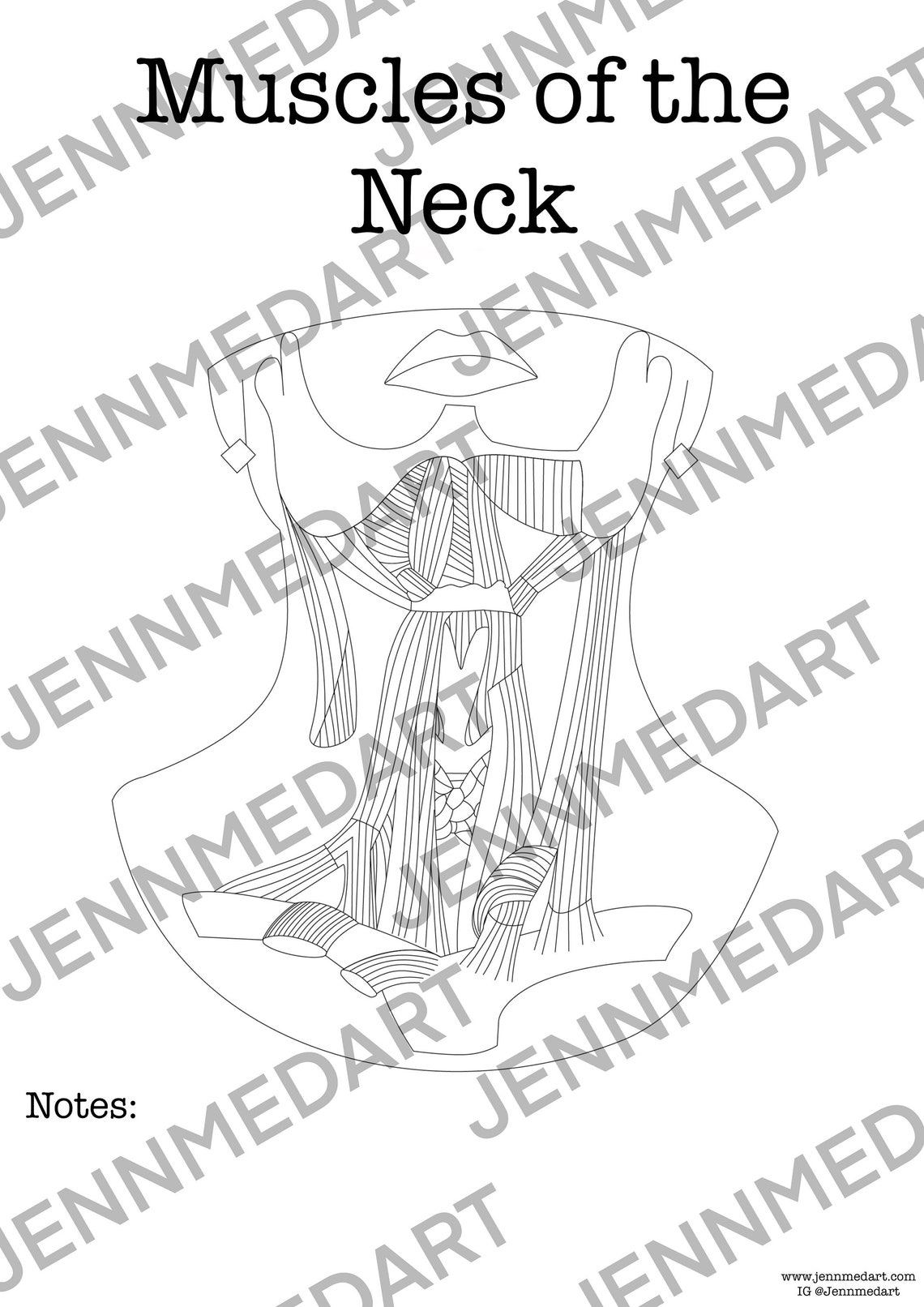 Muscles of the Neck Anatomy Coloring Page- BLANK- Digital Download ...