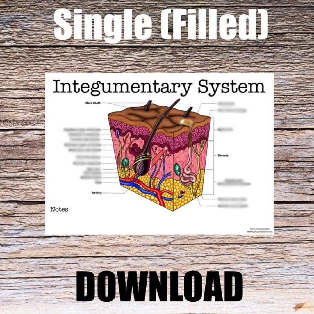 Integumentary System Anatomy Worksheet- Single FILLED- Digital Download ...