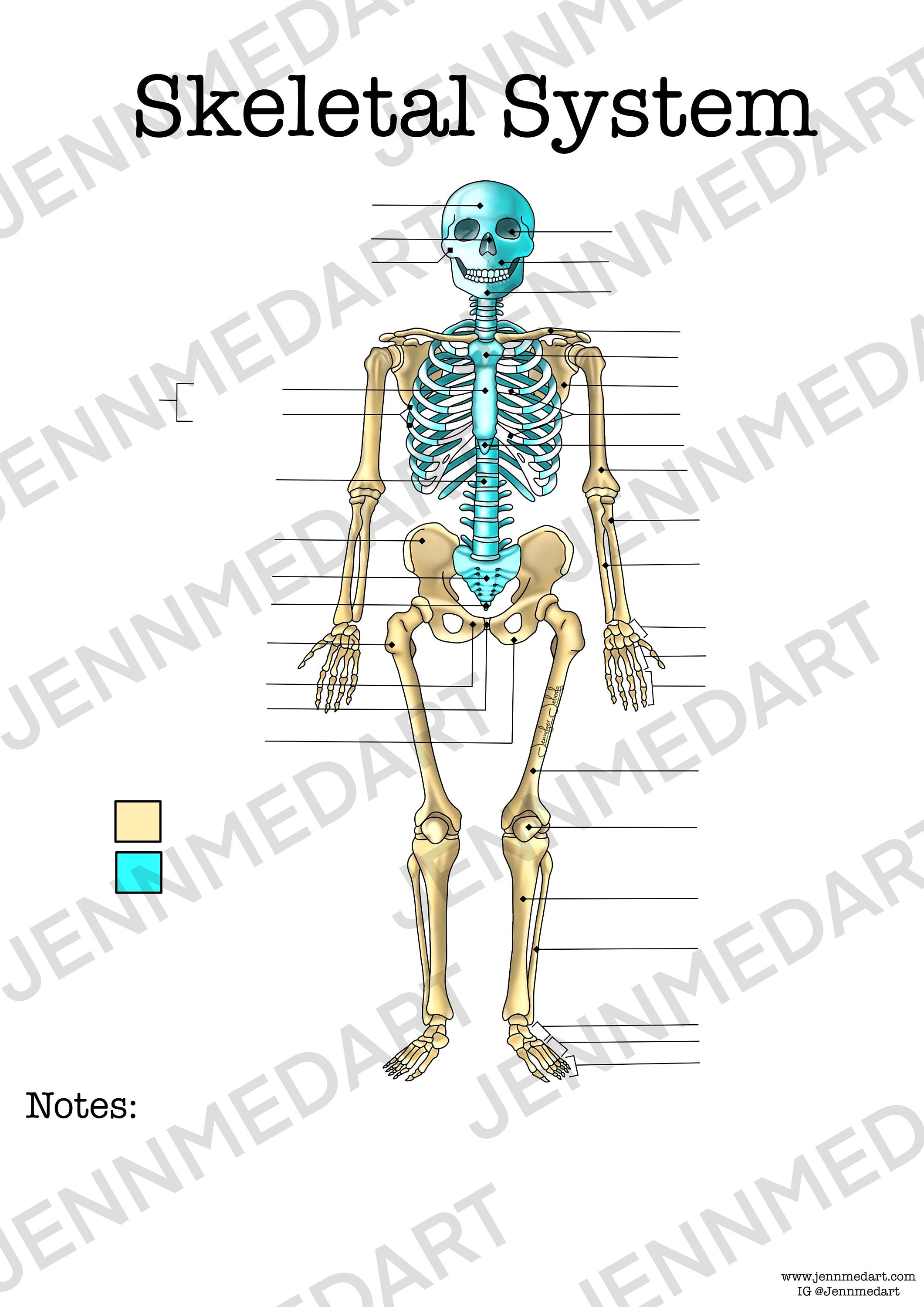 Skeletal System Anatomy Worksheet- Single FILLABLE- Digital Download ...