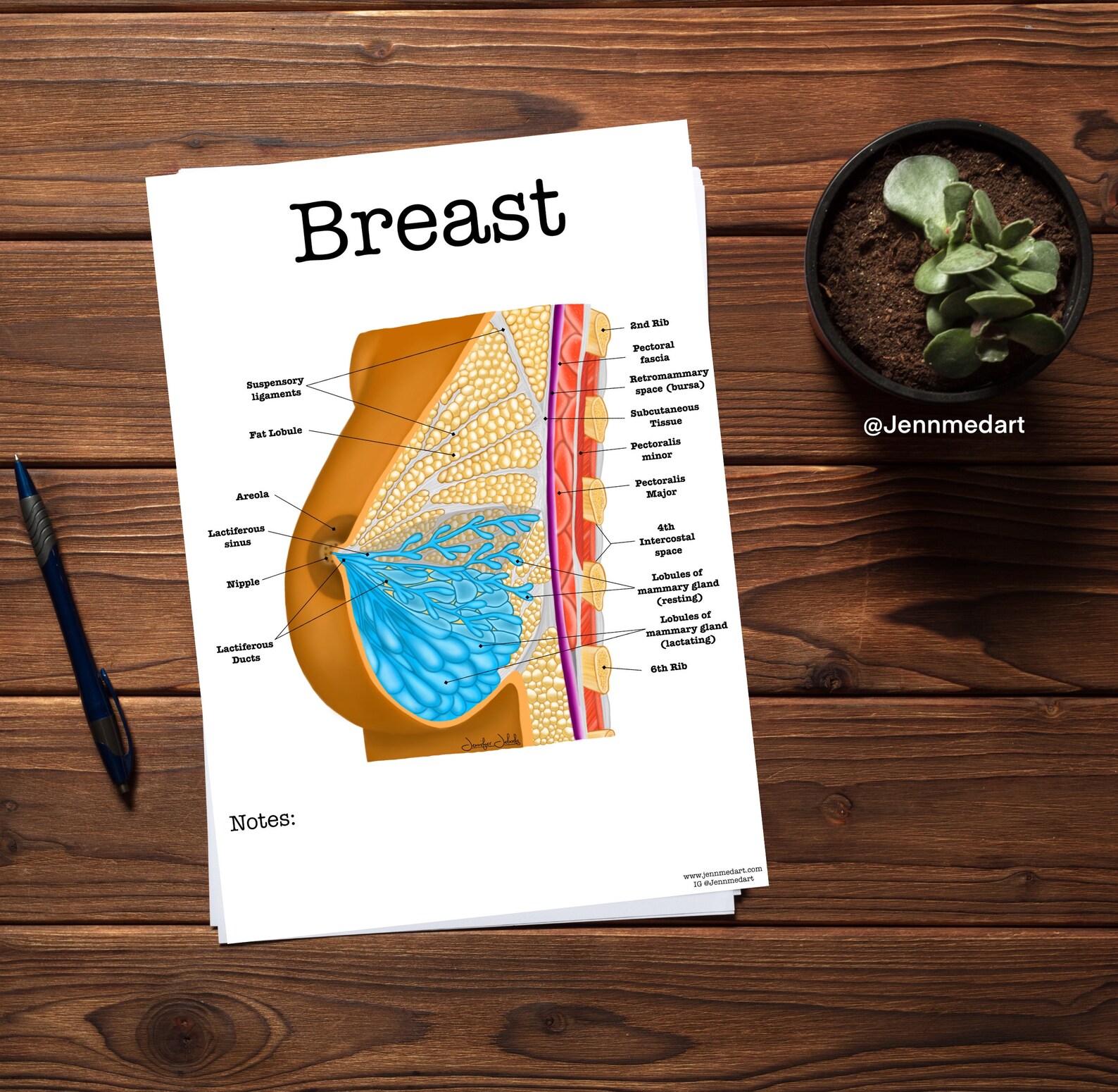 Breast Anatomy Worksheet Single FILLABLE Digital Download - Etsy