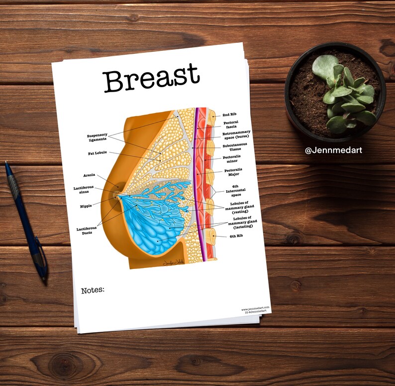 Breast Anatomy Worksheet Single FILLABLE Digital Download Human Anatomy ...
