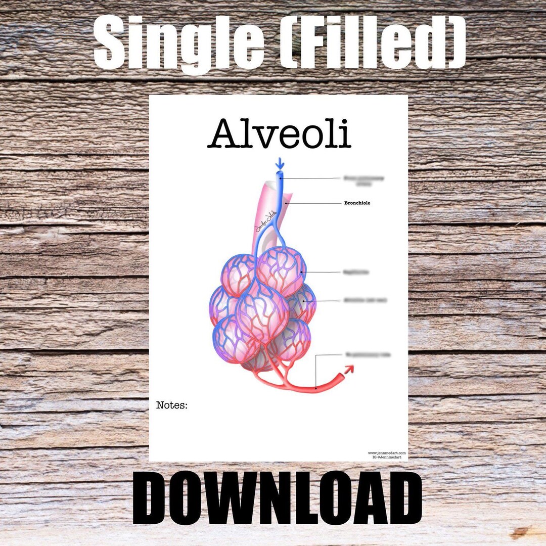 Alveoli Anatomy Worksheet- Single FILLED- Digital Download Human ...